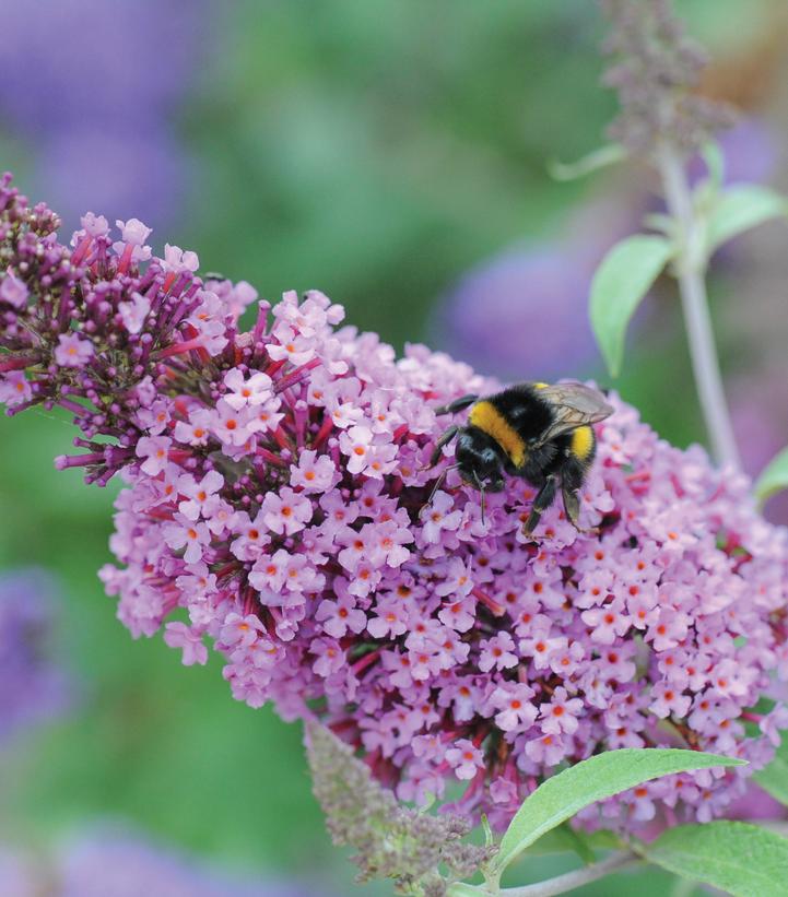 Buddleia davidii Buzz™ 'Soft Pink' Soft Pink Butterfly Bush from ...